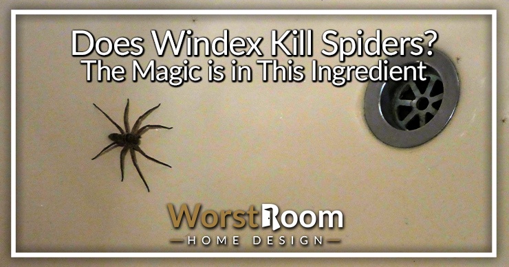 Does Windex Kill Spiders? The Magic is in This Ingredient - Worst Room - 世界杯苏格兰vs伊朗走地